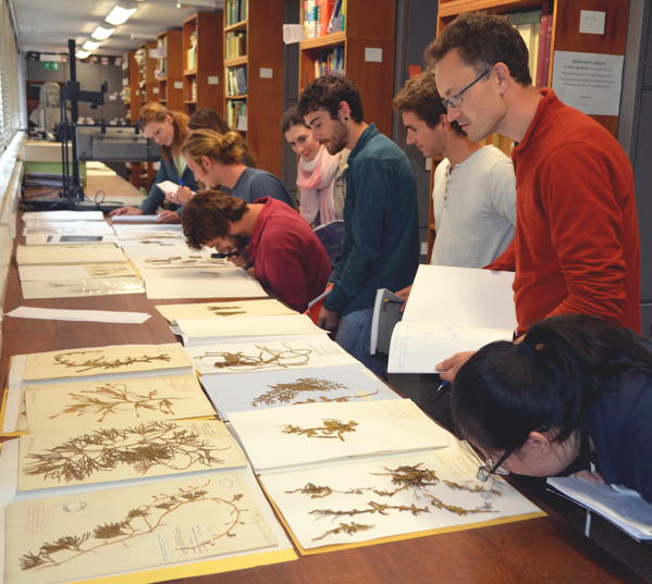 Herbarium - Reading Botany