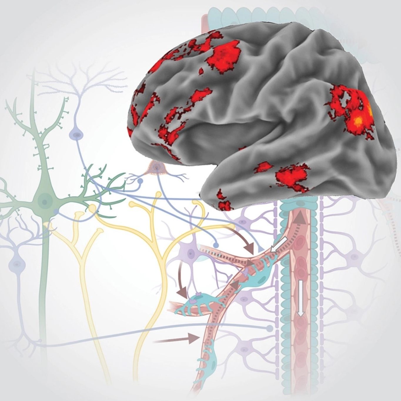 Centre for Integrative Neuroscience and Neurodynamics
