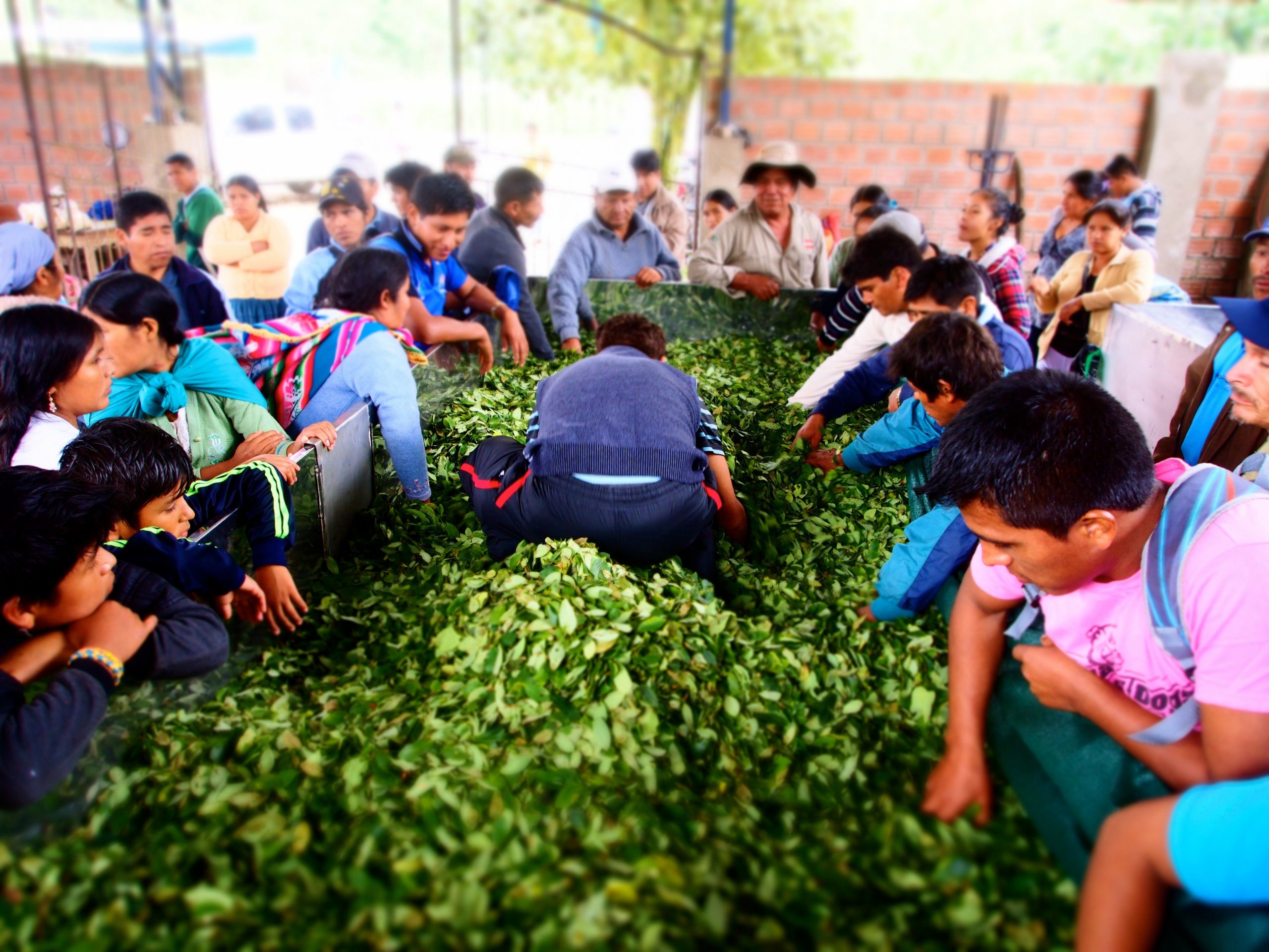 Our Research - Drug Crops and Development in the Andes