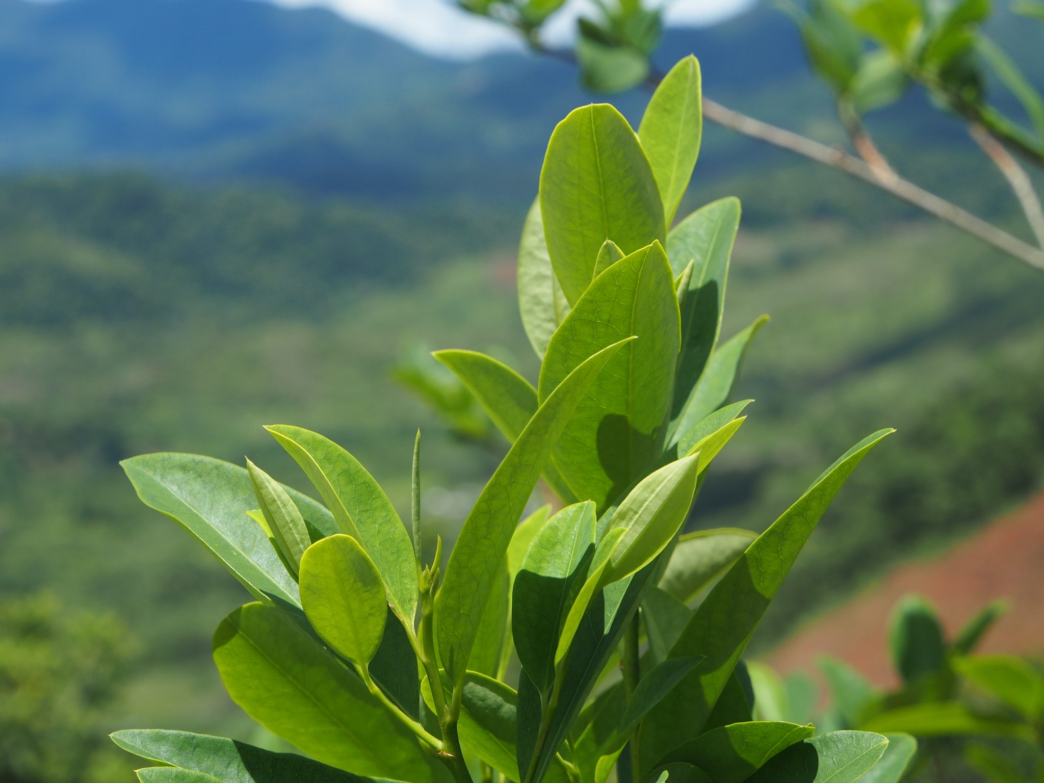 Cocaina: il calo dei prezzi del caffè costringe i contadini del Perù a ...