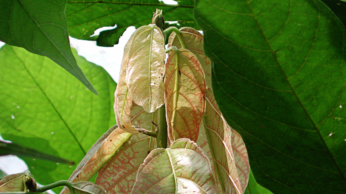 Cocoa Viruses Webinar 2023 - Cocoa research