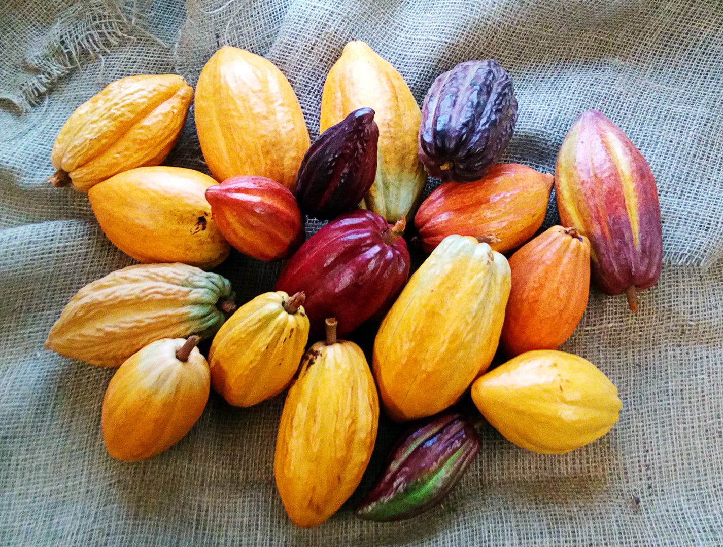 Webinar 2022 webinar_2022 - Cocoa research