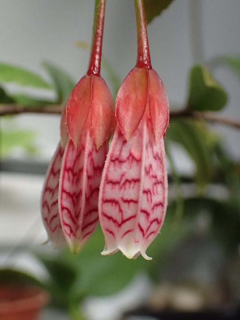 Agapetes serpens - Herbarium RNG