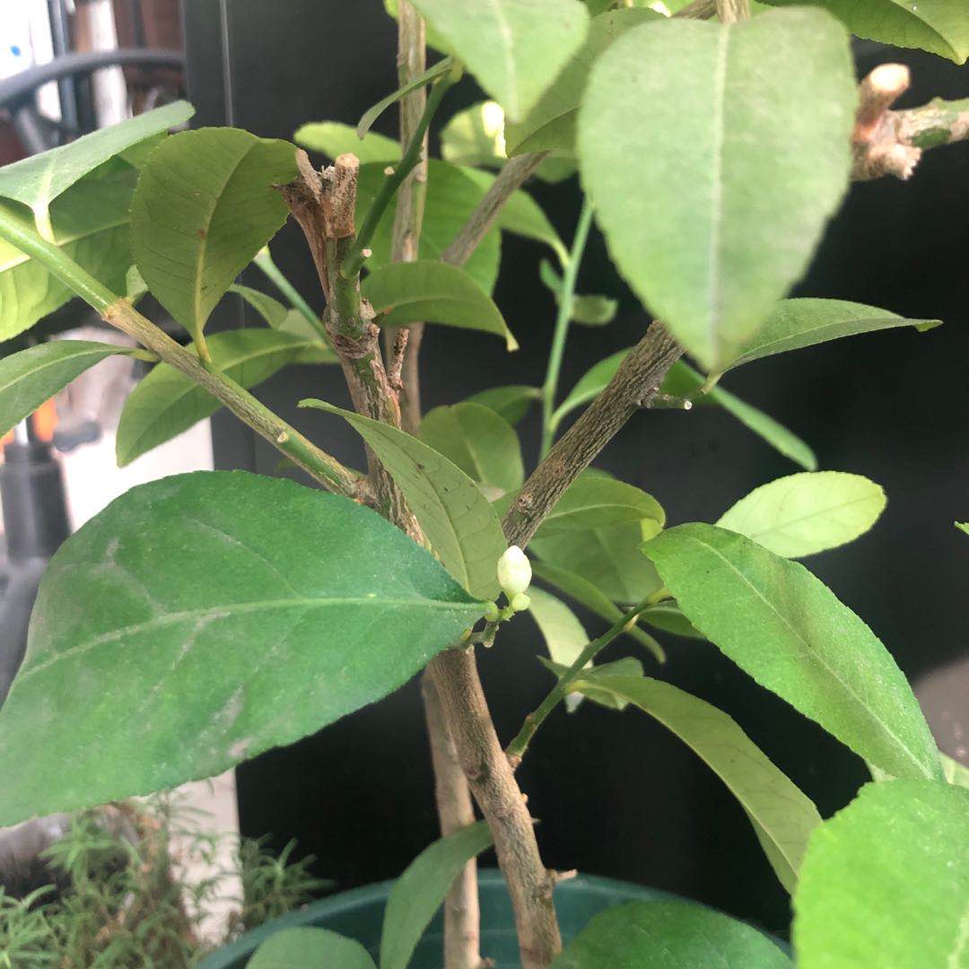 Lemontree - Land Ecosystem Models based On New Theory, obseRvations and ...