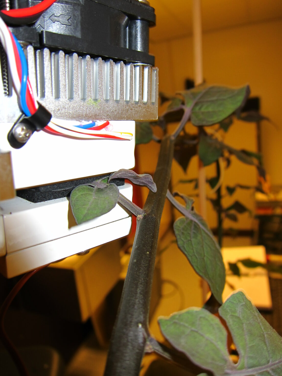 The A/Ci Curve. Updates from the LEMONTREE experimental team - Lemontree