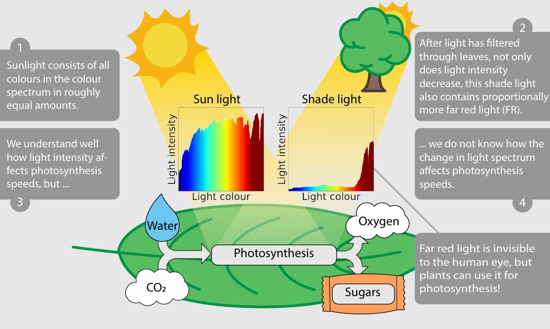 Life in the shadows: New research on shade plant photosynthesis - Lemontree