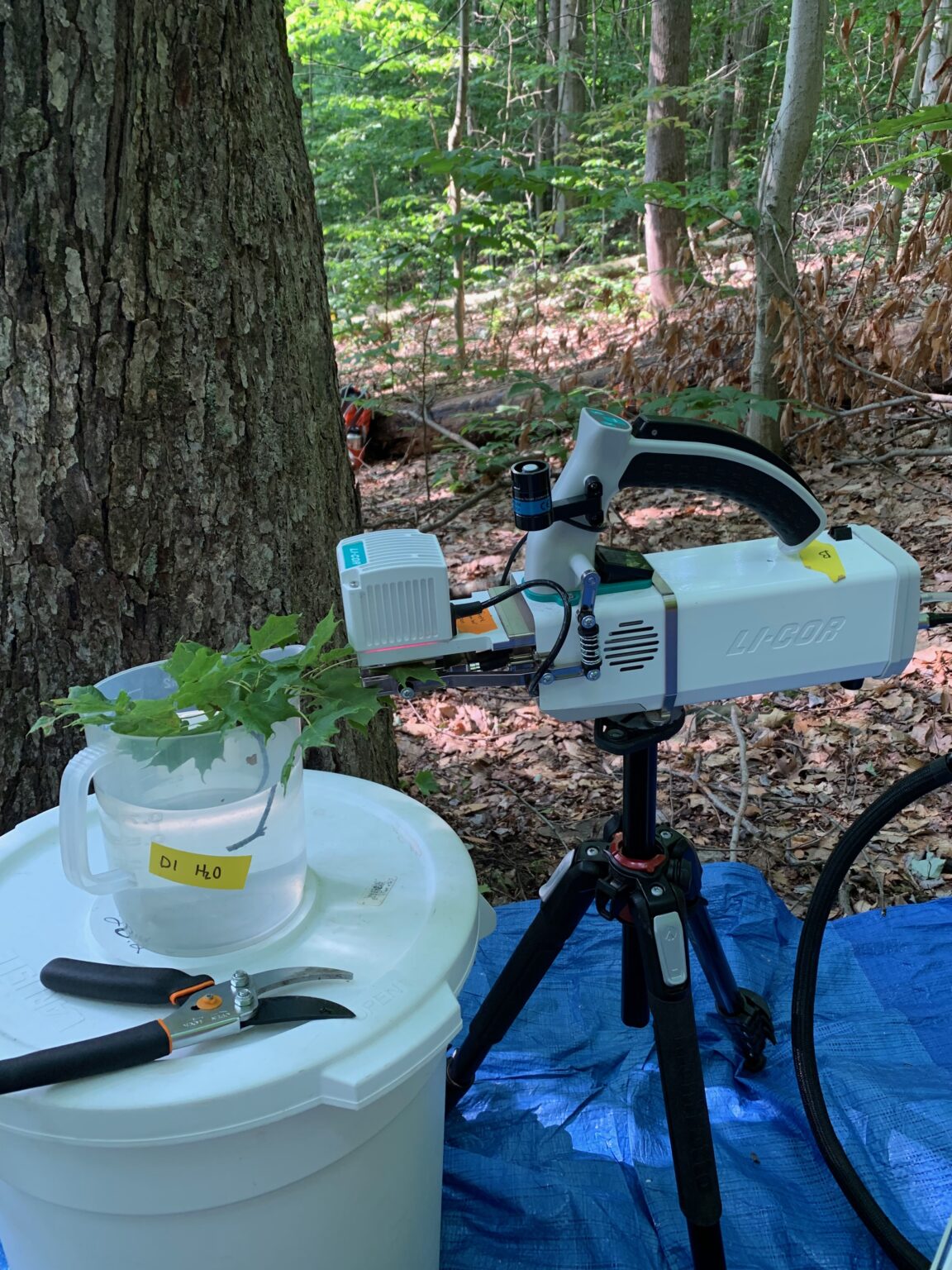 Trading Nitrogen for Water: What Sugar Maples Teach Us About ...