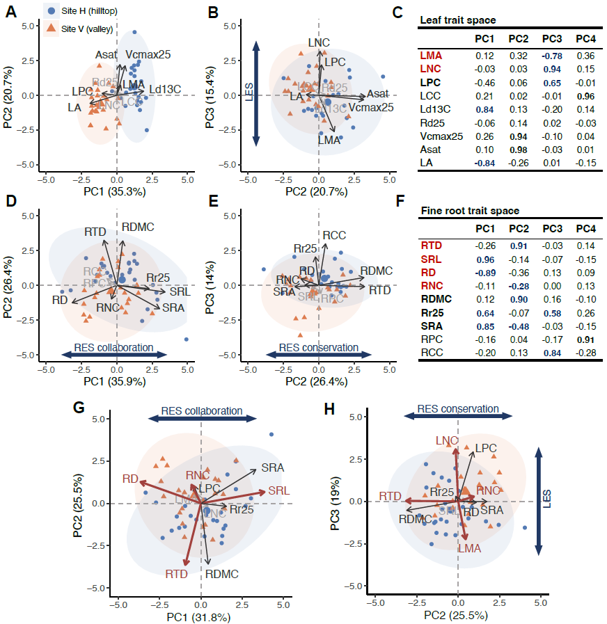 Leaf-Root Trait Decoupling in Subtropical Forests - Lemontree