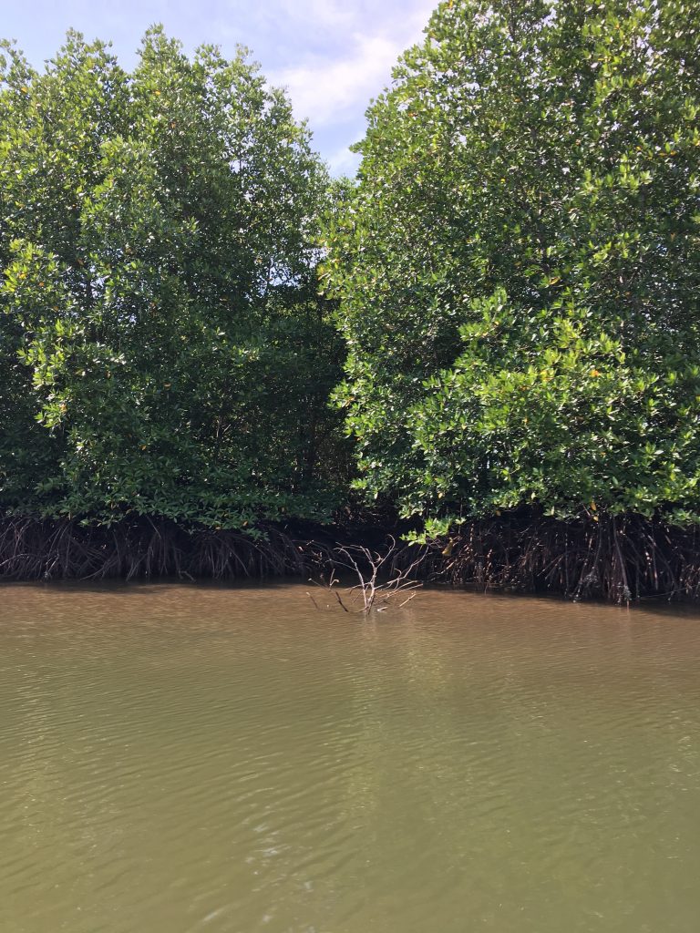 Projects - Mangrove Livelihoods and Ecosystem Services