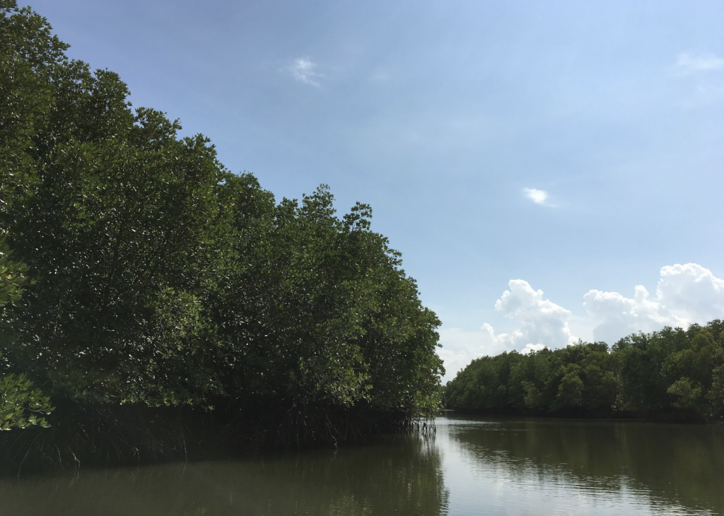 “Every mangrove forest is like a safe home for marine animals”: Why ...