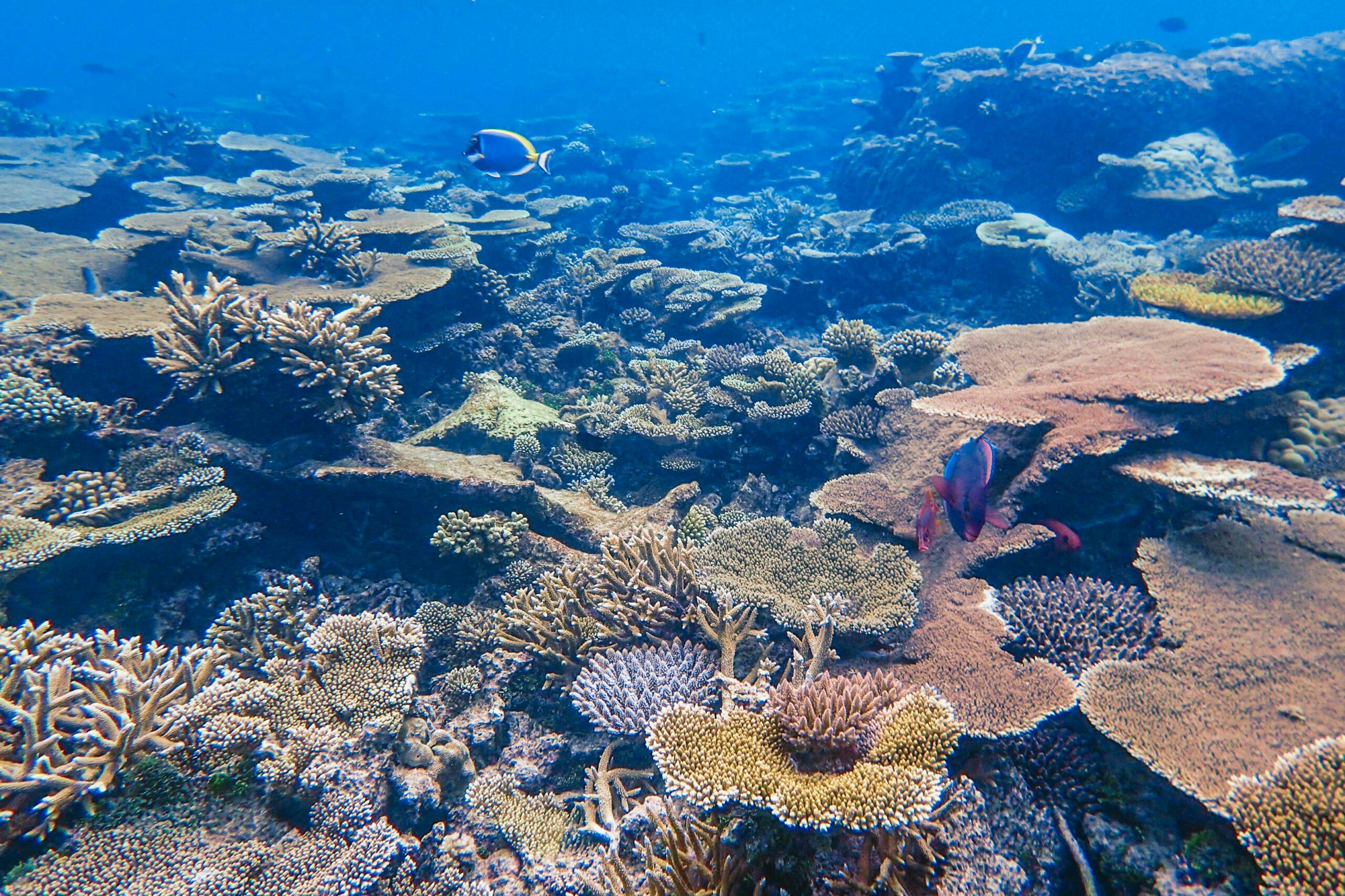 Gaussian anamorphosis for log-normal distributions - DARC