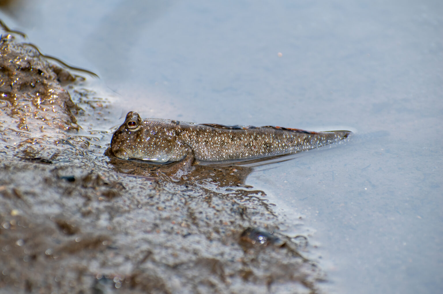 How fish evolved to walk – and in one case, turned into humans ...
