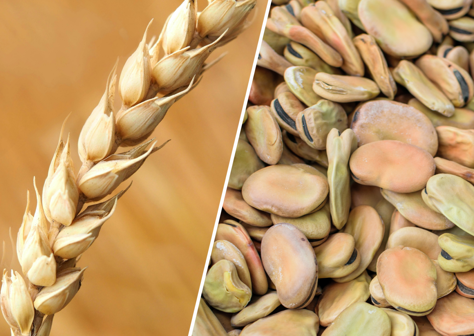 Raising the Pulse: How faba beans can transform our diet and the planet ...