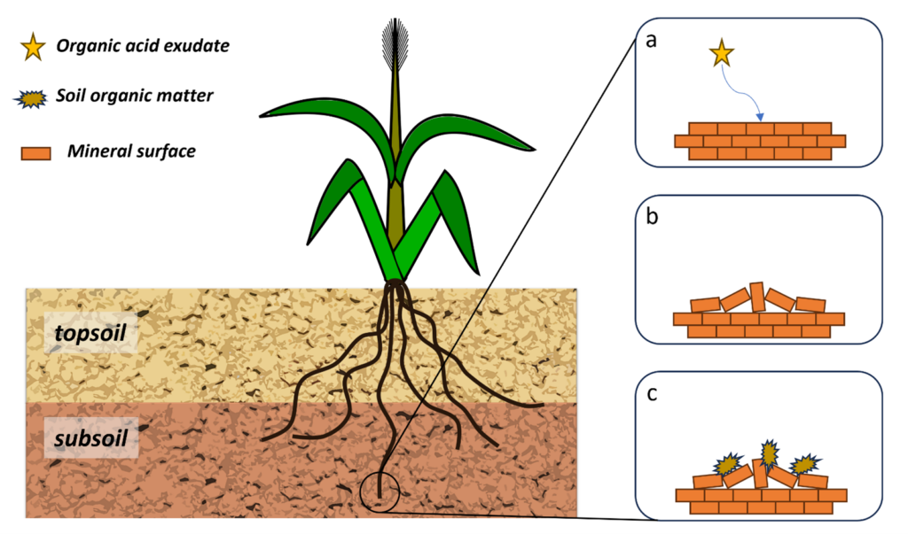 SC2024_14 Green Carbon Sequestration: Using plants to fix C(O2) deep ...